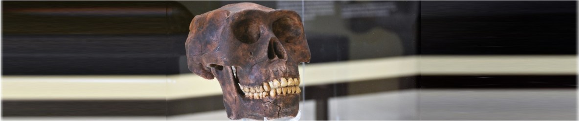 Relatos de la evolución humana en Museo de Tepexpan – Revista Nosotros