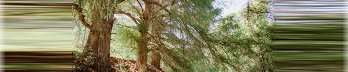 El ahuehuete, considerado Árbol Nacional de México – Revista Nosotros