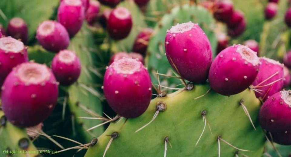 Es tiempo de disfrutar del dulce néctar del nopal – Revista Nosotros