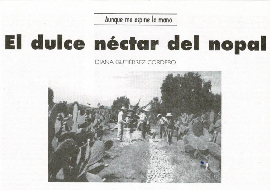 Es tiempo de disfrutar del dulce néctar del nopal – Revista Nosotros